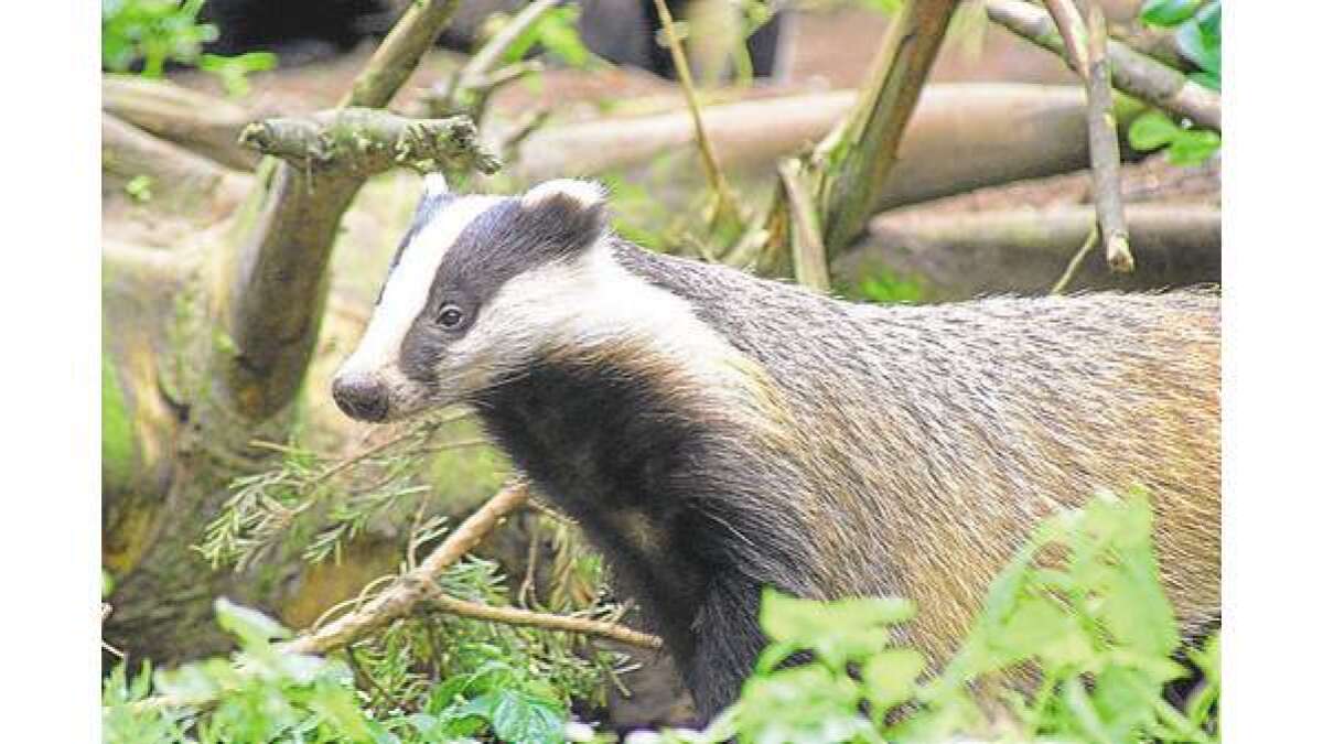 Als Allesfresser frisst der Dachs auch tote Tiere