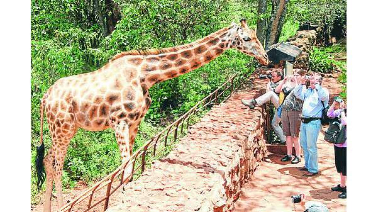 Küssende Giraffen und verspielte Affen