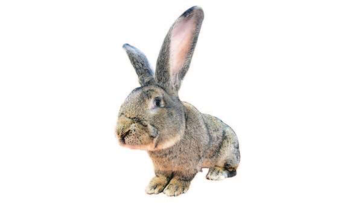 Deutsche Riesen zum Anfassen