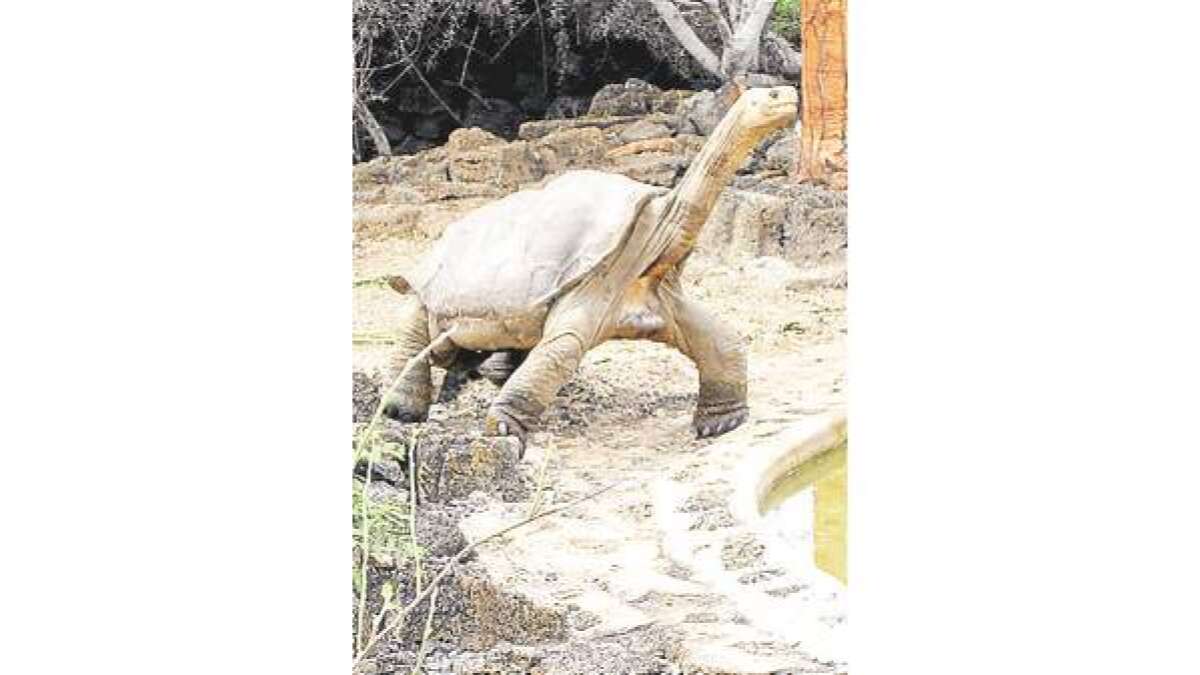 Seltenstes Tier der Welt auf Galapagos gestorben