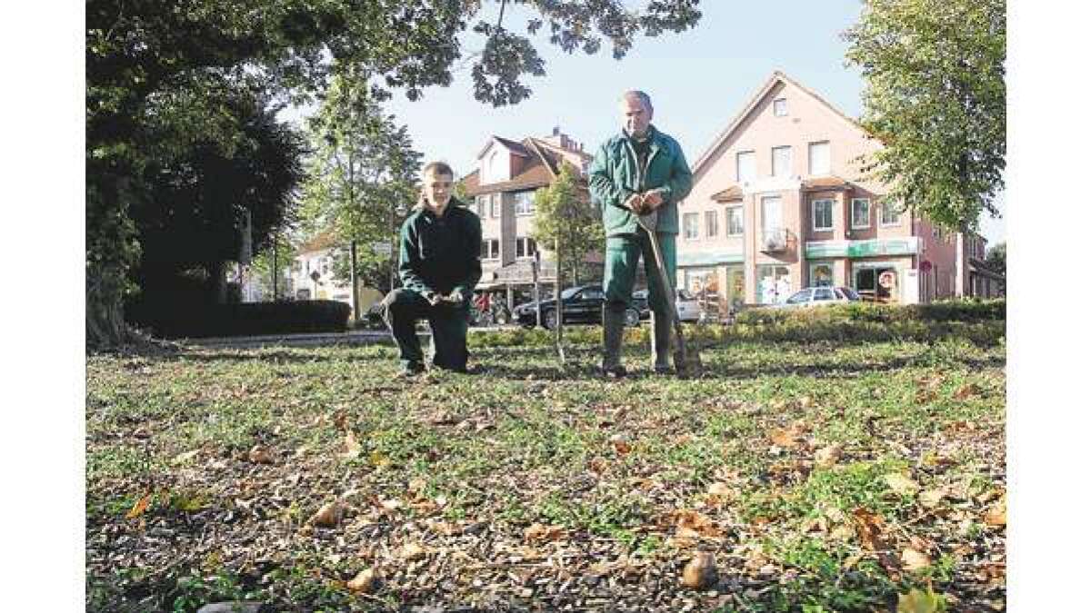 550 Narzissen sollen Ortsbild verschönern