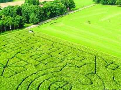So mancher verliert den Überblick im Maislabyrinth