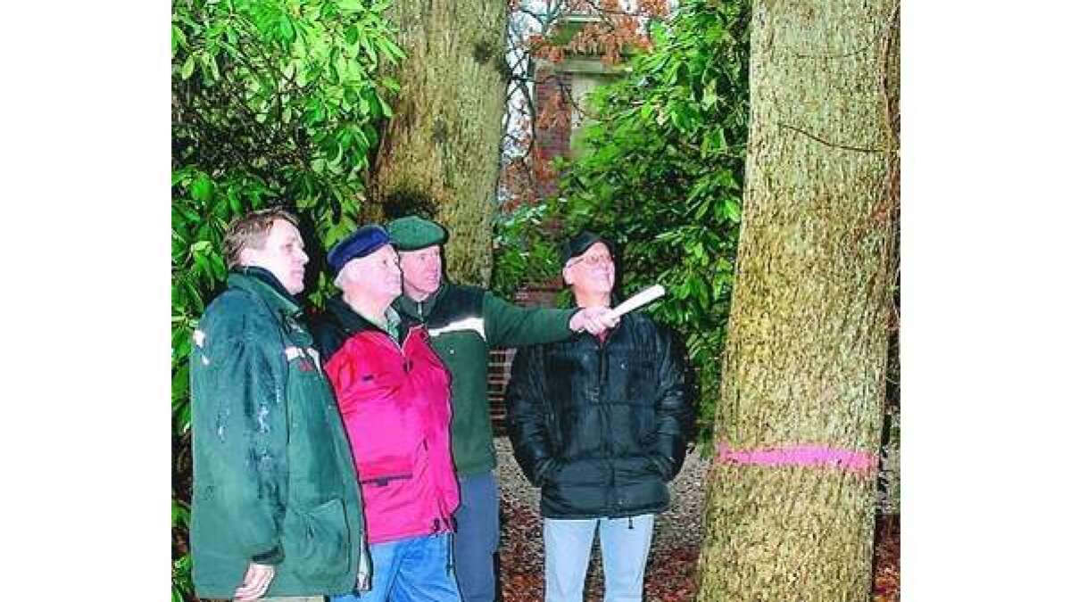 Fällungen schützen Eichen vor Buchen