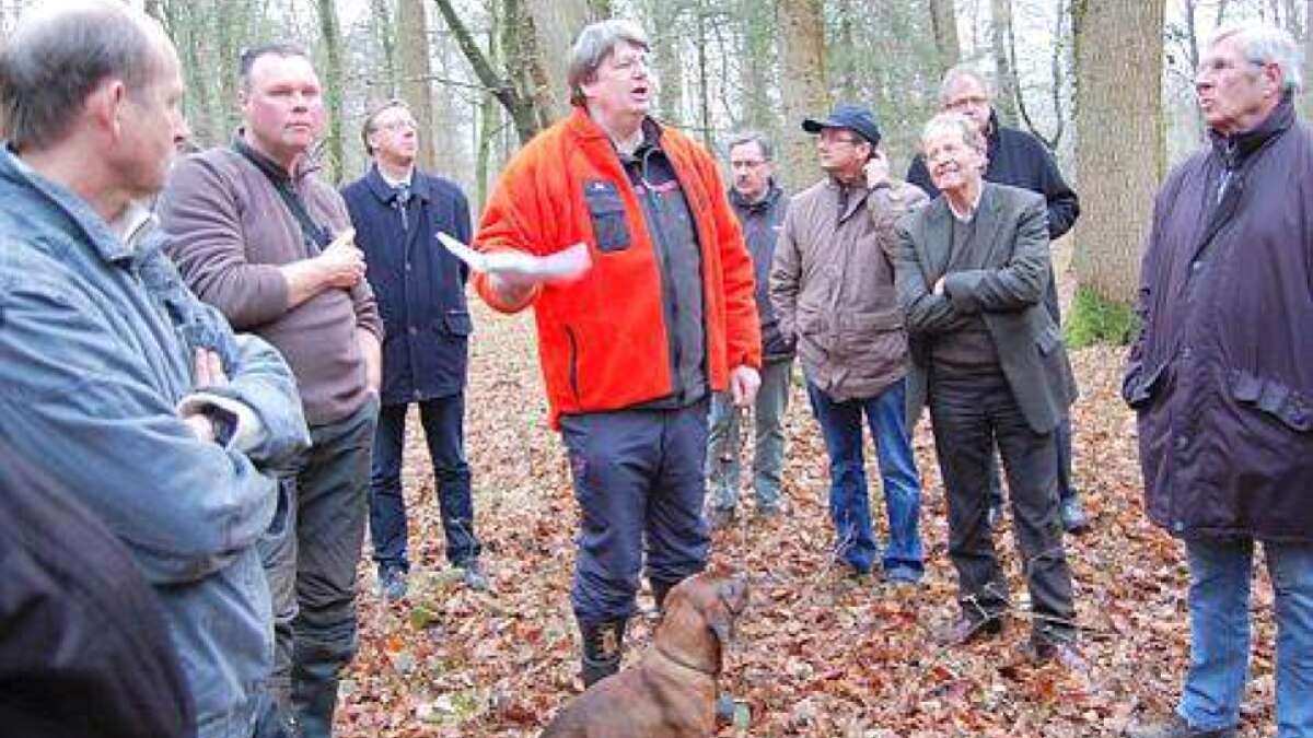 Viele Buchen sollen für Eichen weichen