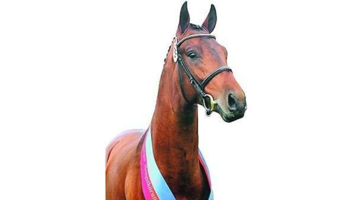 Sandro Hit stellt Siegerhengst