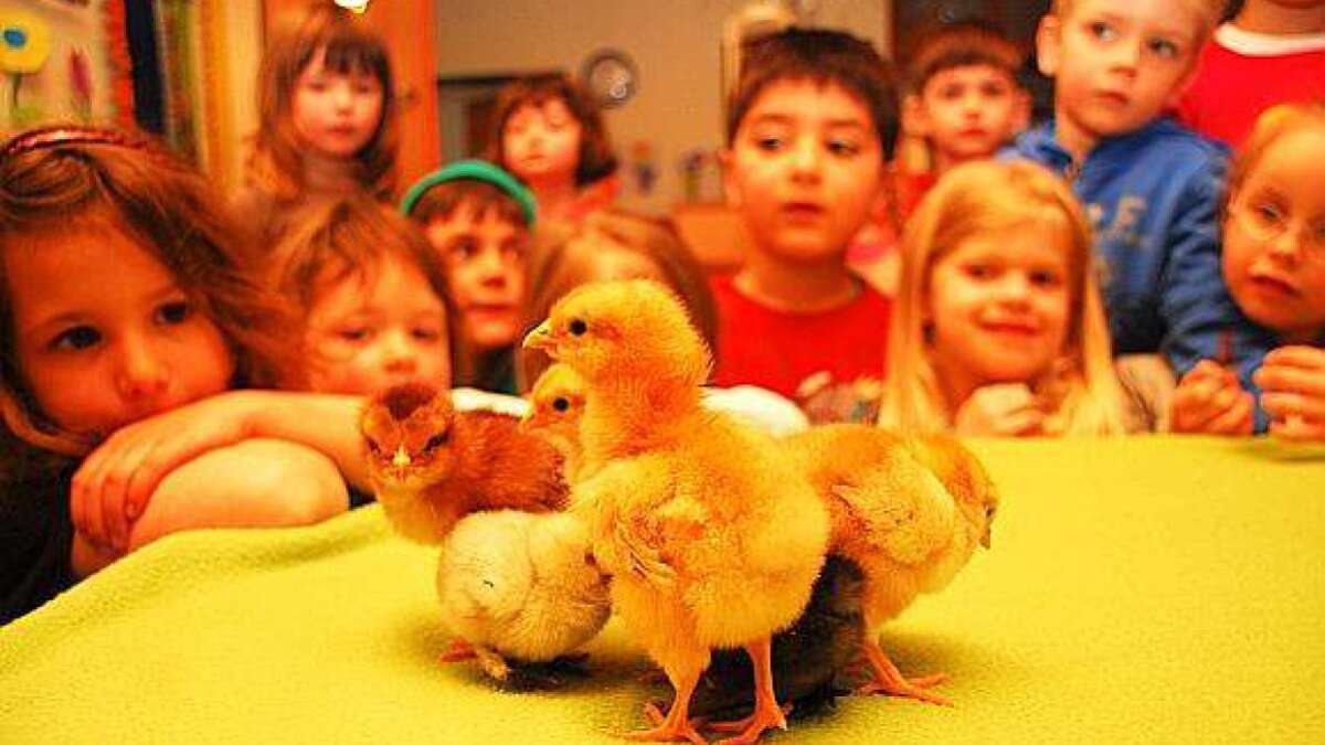 Wie wird das Ei bloß zum Huhn?