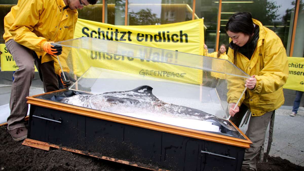 Berlin: Greenpeace fordert besseren Schutz der Wale