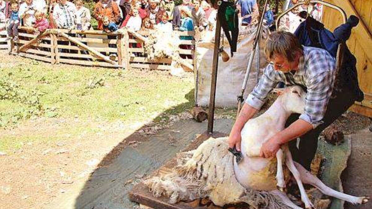 Kein Schaf kommt ungeschoren davon