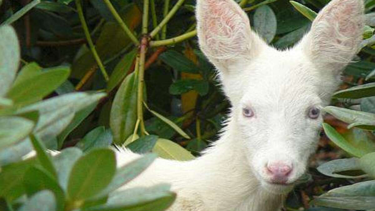 Weißes Reh tapst durchs Moor