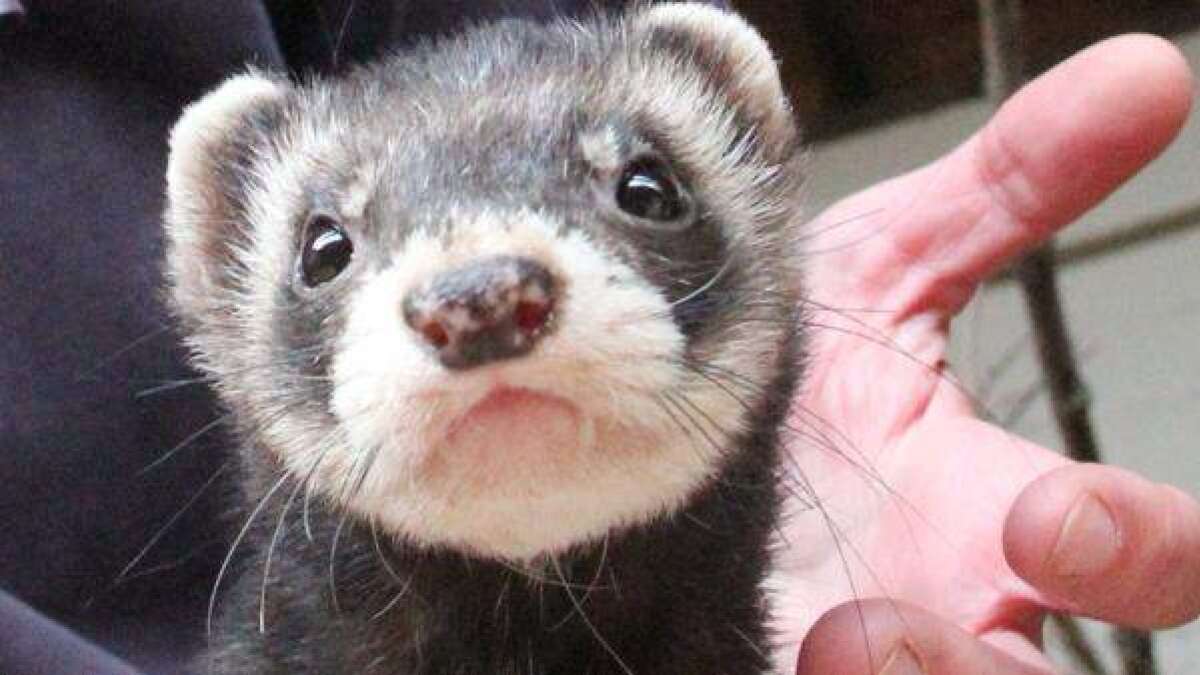 Frettchen beißen Säugling die Nase ab