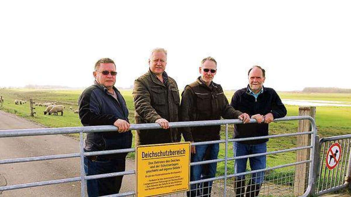 Hunde machen Jagd auf Schafe in der Wesermarsch