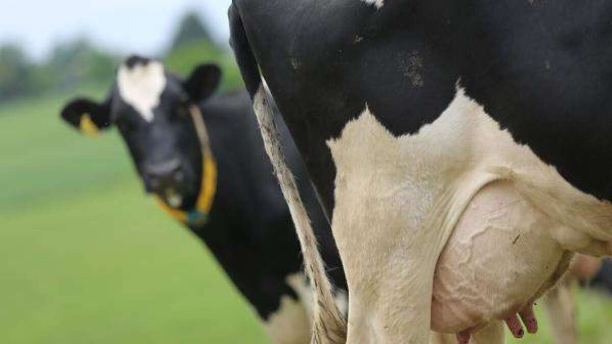 Ist „Premium-Milch“ die Lösung?