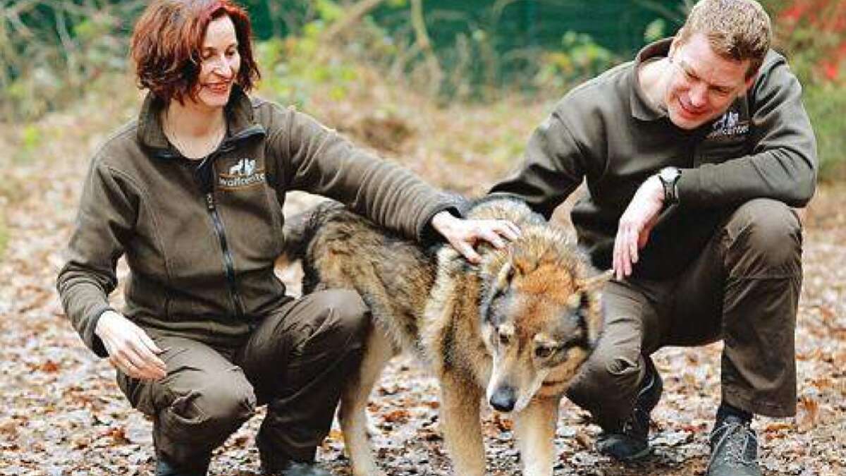 Wo Wolf und Mensch miteinander leben