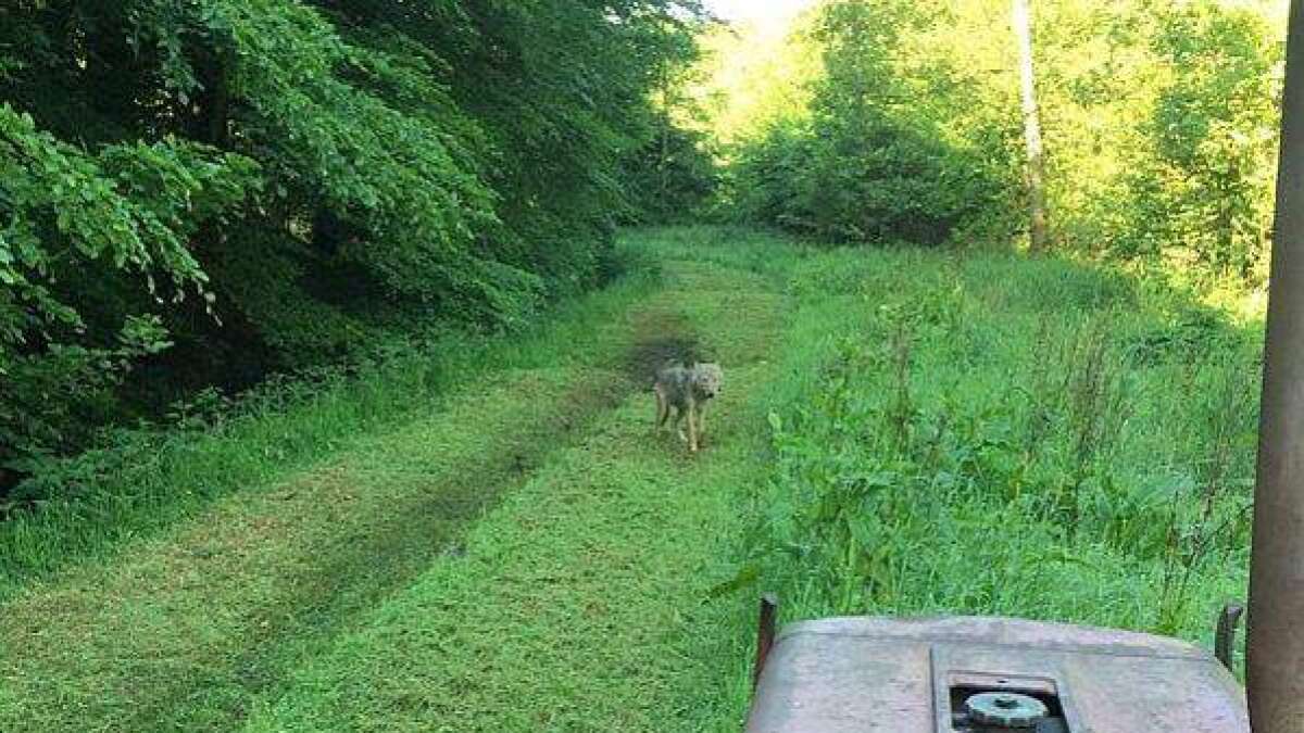 Erschossener Wolf: Täter drohen bis zu 5 Jahren Haft