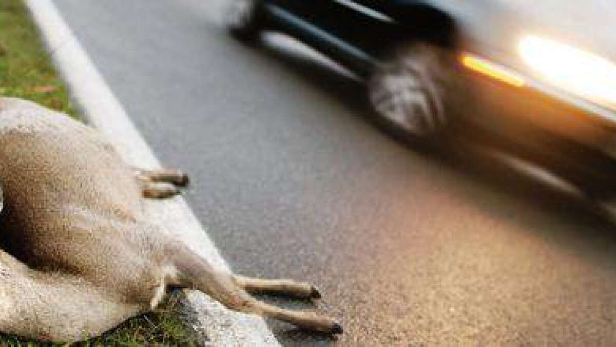 Auto gegen Reh – und kein Ende