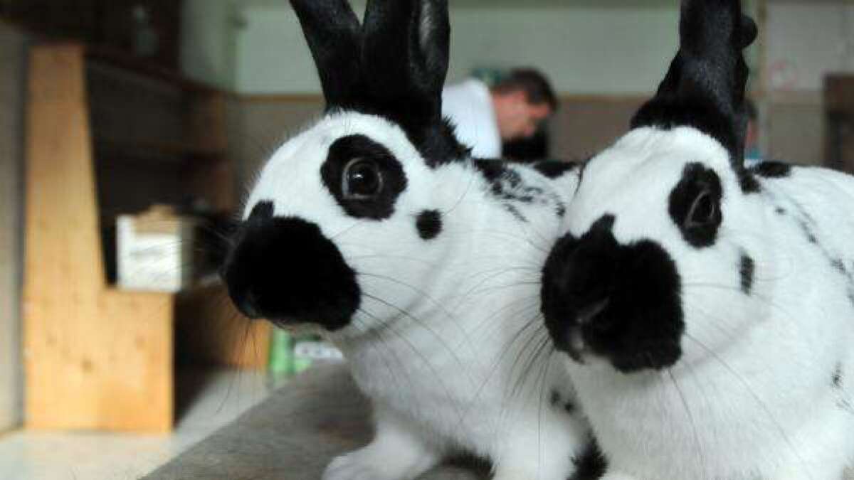 Die schönsten Stallhasen stehen im Blickpunkt