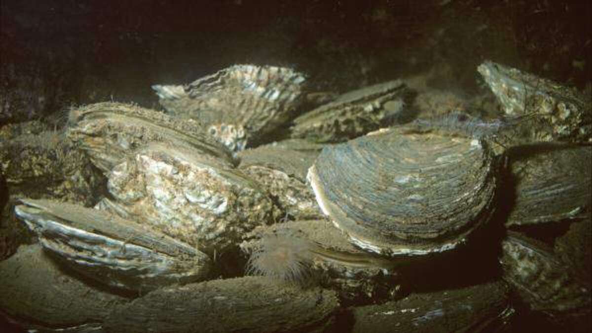 Europäische Auster kehrt in Nordsee zurück