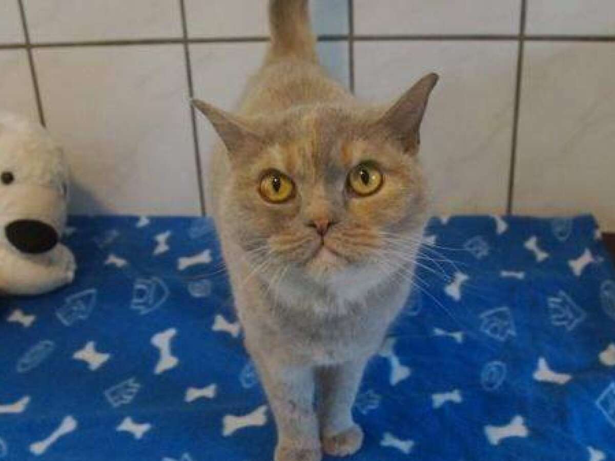 Tier der Woche – Lilly ist eine ganz spezielle Katze