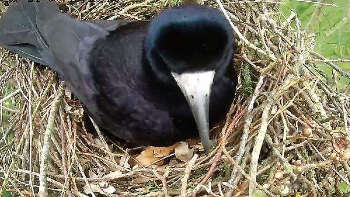 Ach du Schreck: Ein Knacks am Ei