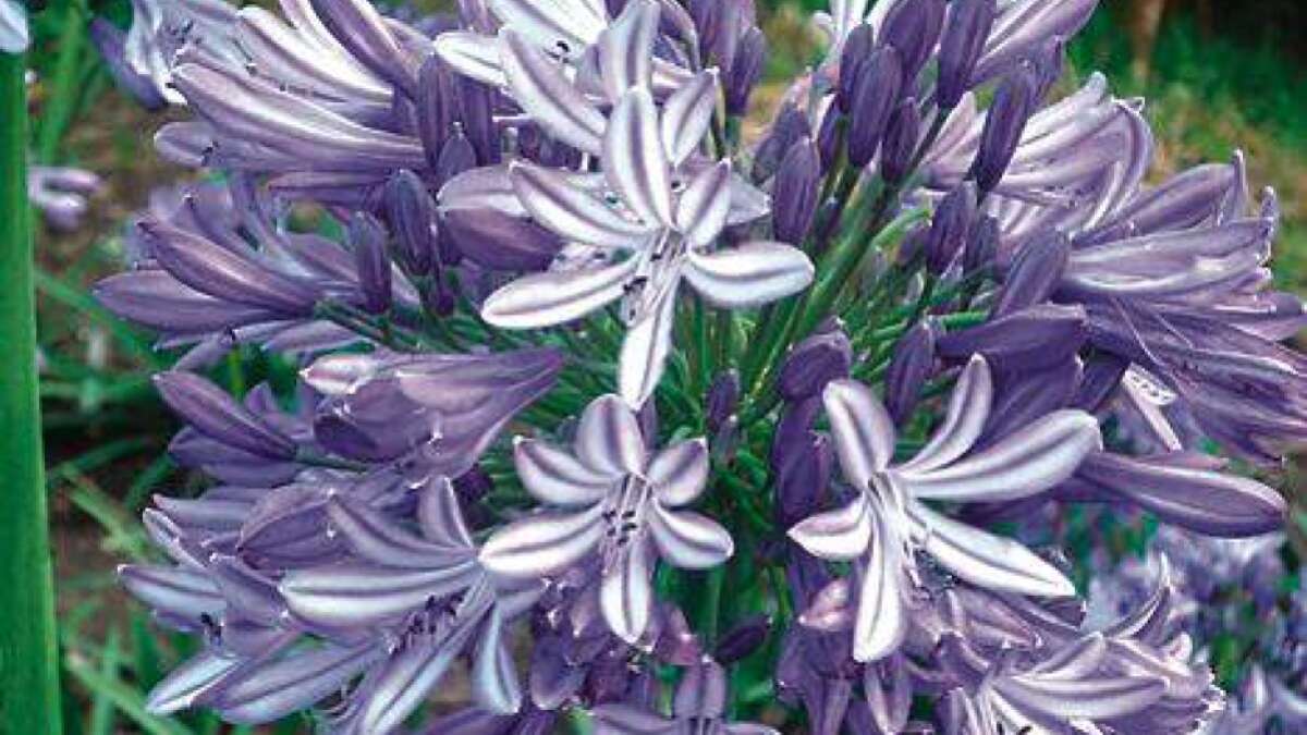 Liebesblume von derSüdspitze Afrikas