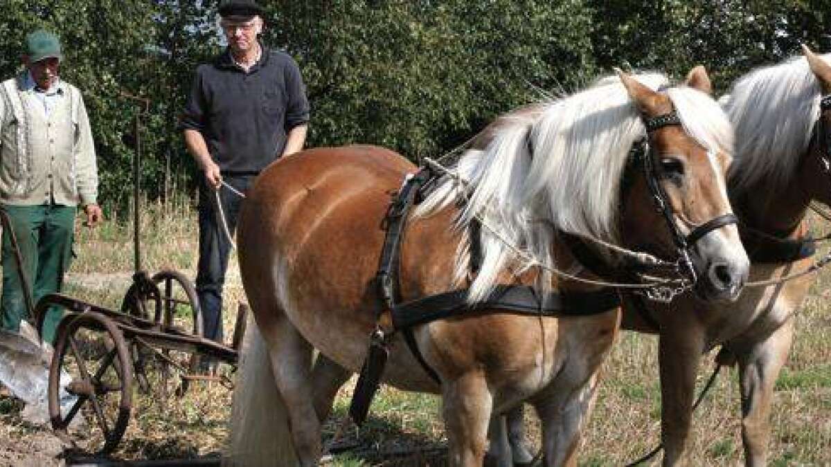 Ackern mit Pferd und Wagen