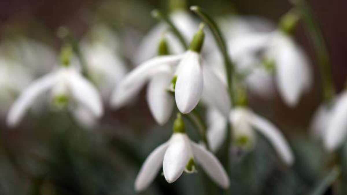 Diese Auswirkungen hat der milde Winter