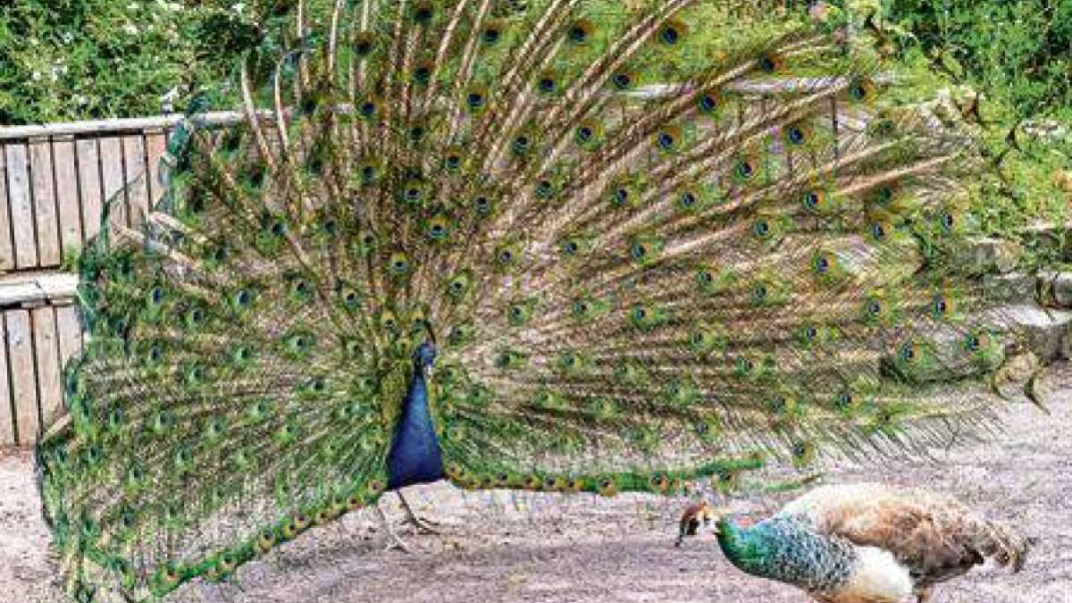 Im Botanischen Garten schlägt der Pfau sein Rad