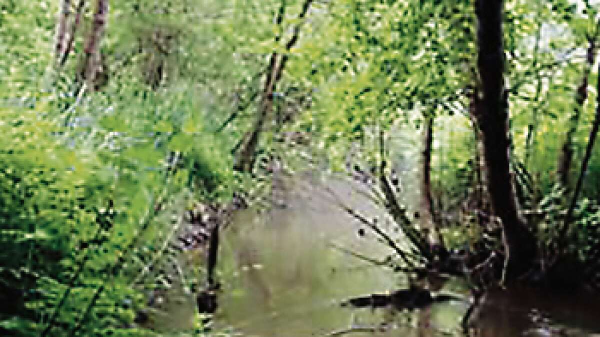 „Achter de Läthe fräihet“? Da schimpfte der Pastor