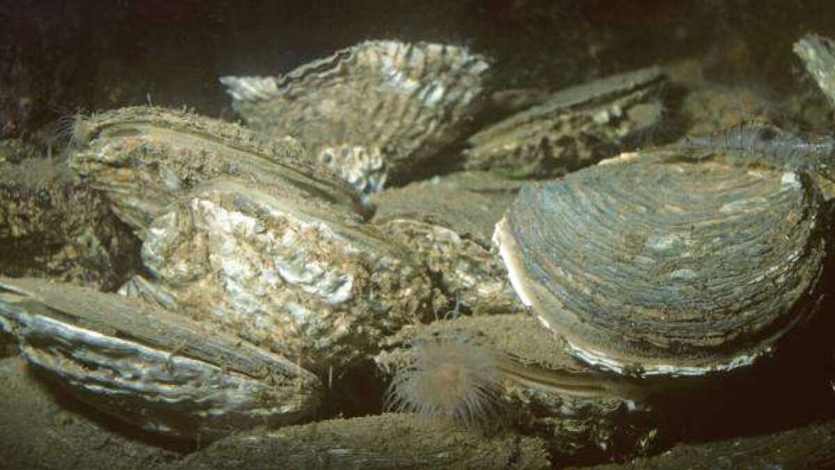 Naturschutz - Die europäische Auster kehrt in die Nordsee zurück