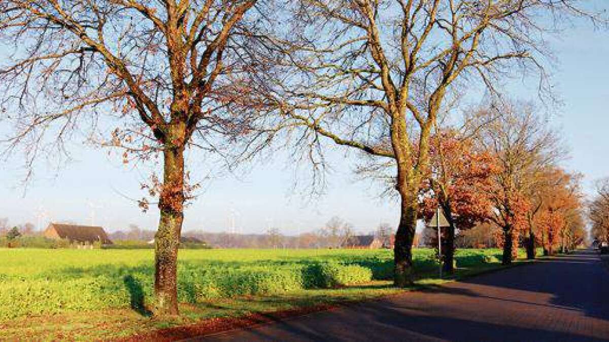 Baugebiet \"Westlich Flachsweg\" in Bösel: Andrang auf 16 Grundstücke