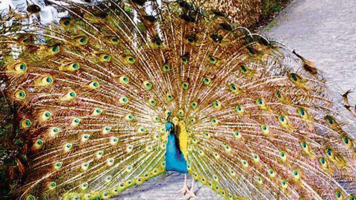 Pfau von Altmarienhausen bitterlich erfroren