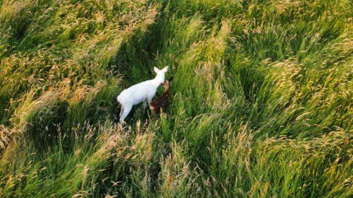 Hobbyfotograf sichtet weißes Reh in Rastede