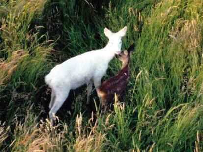 Hobbyfotograf sichtet weißes Reh in Rastede