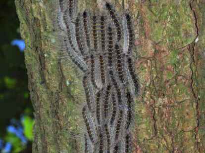 Gefräßige Raupen setzen Eichen und Menschen zu