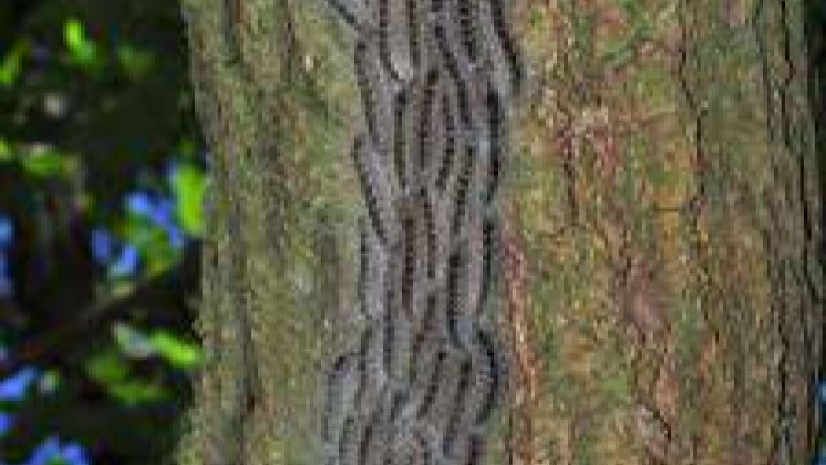 Gefräßige Raupen setzen Eichen und Menschen zu