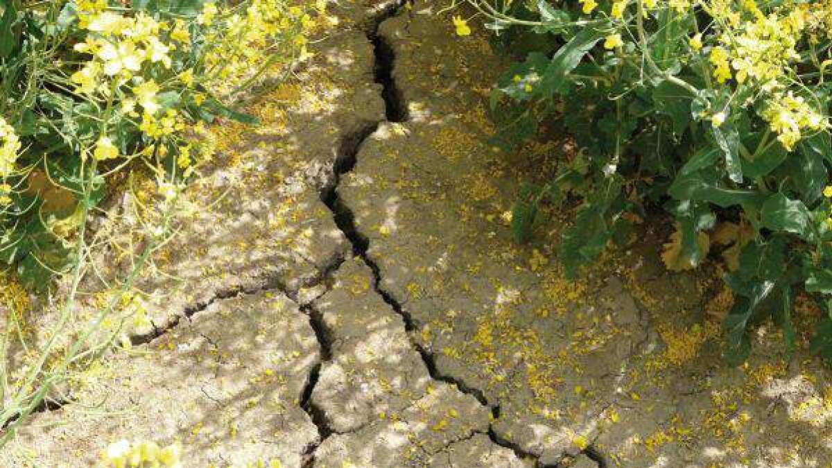 Ausgezeichnet: Pelosol – der Tonboden