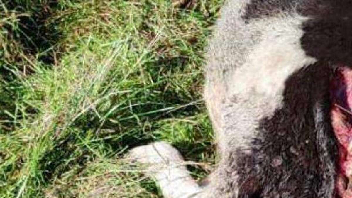 Wittmund: Zwei Rinder gerissen – War es wieder ein Wolf?