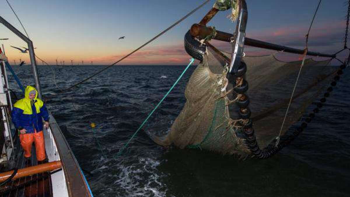 Plastikmüll in der Nordsee: Petition für Verbot von Dolly Ropes für ...