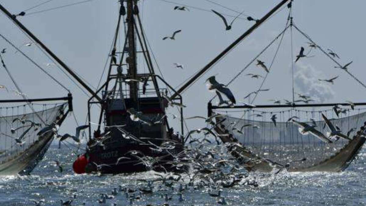 Deutscher Segler-Verband unterstützt Petition zum Verbot von „Dolly ...