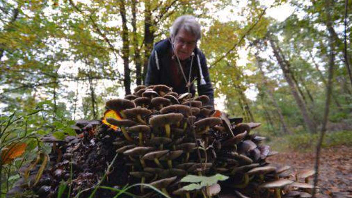 Hochsaison für Pilzsammler aus Aurich