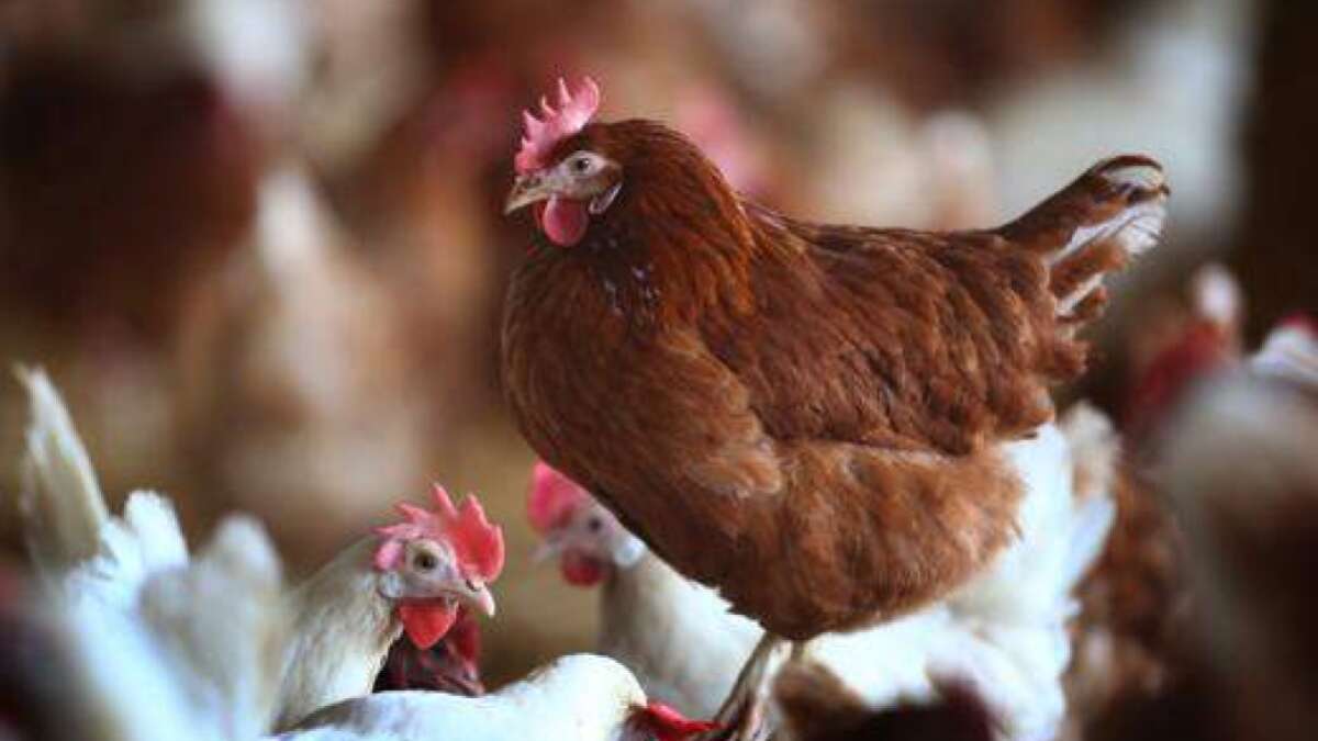 Westerstede: Große Geflügelschau in der Deula mit Rahmenprogramm