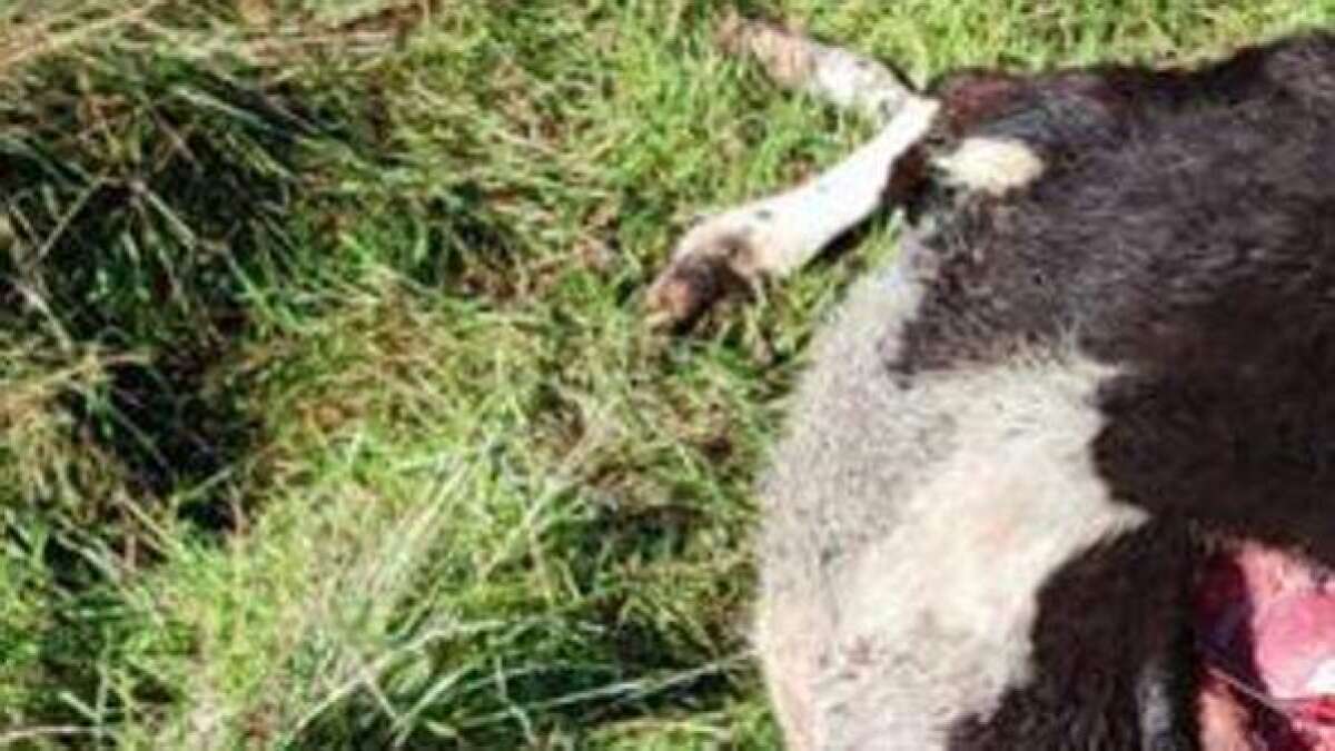 Zwei Rinder im Kreis Wittmund gerissen - War es wieder ein Wolf?