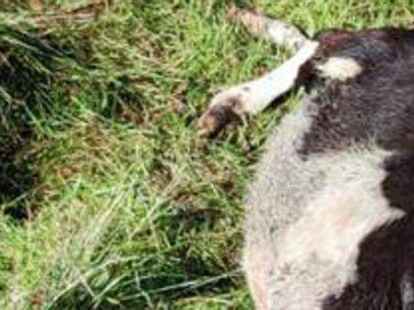 Zwei Rinder im Kreis Wittmund gerissen - War es wieder ein Wolf?