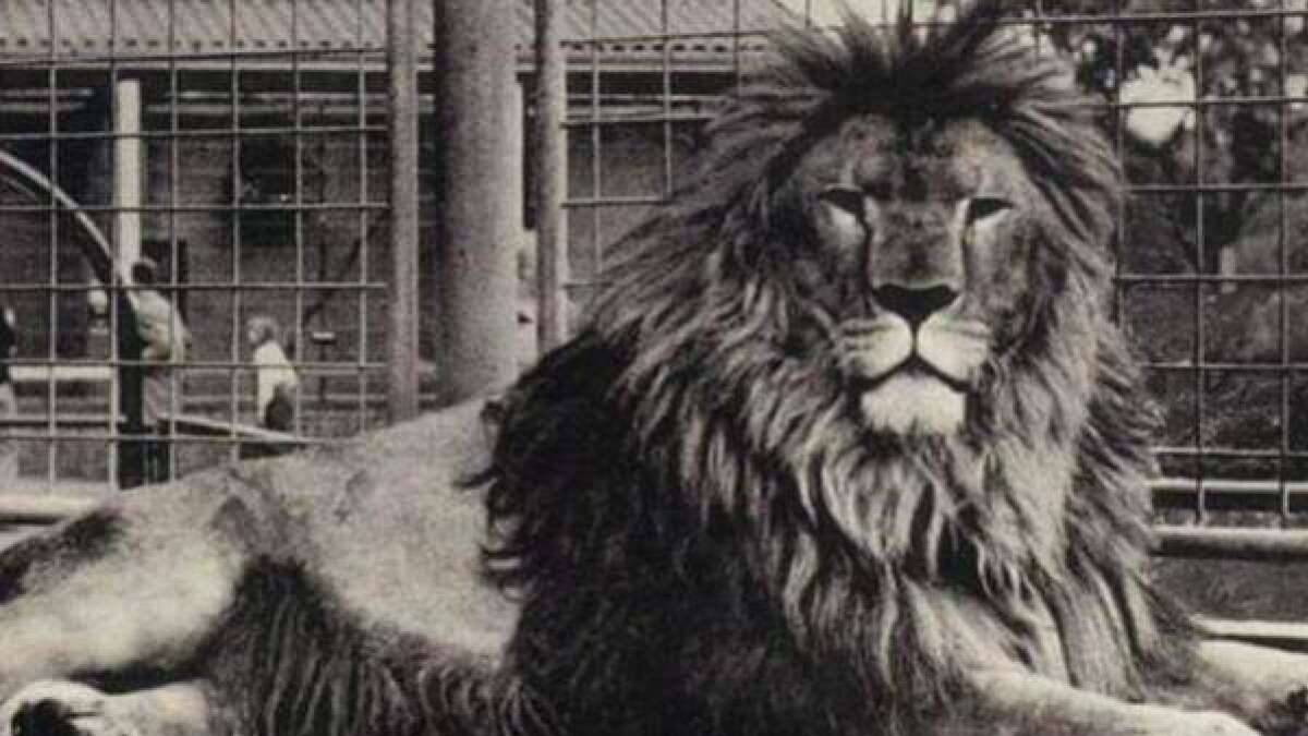 Ostfriesischer Zoo „Onkel Heini“ : Erinnerungen an eine tierische Zeit