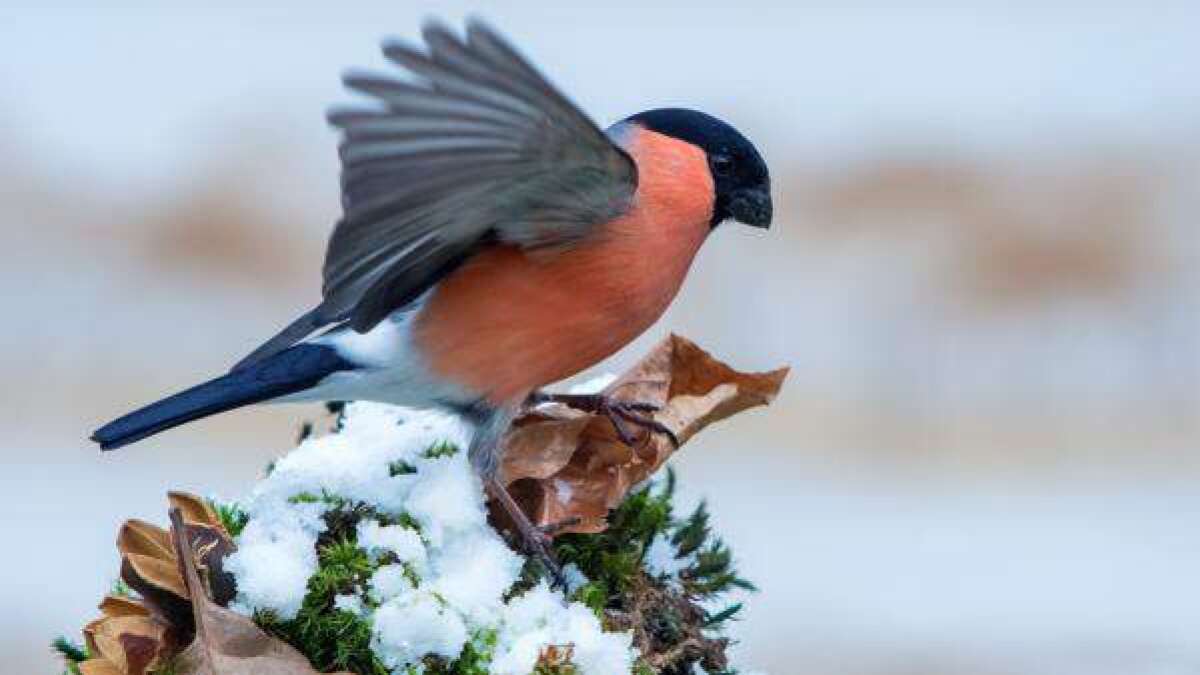 Stunde der Wintervögel 2023 in Emden: Wird der Dompfaff erneut zum ...