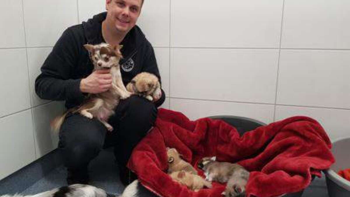 SOS aus Oldenburger Tierheim: Wieder Welpen vor illegalem Handel gerettet
