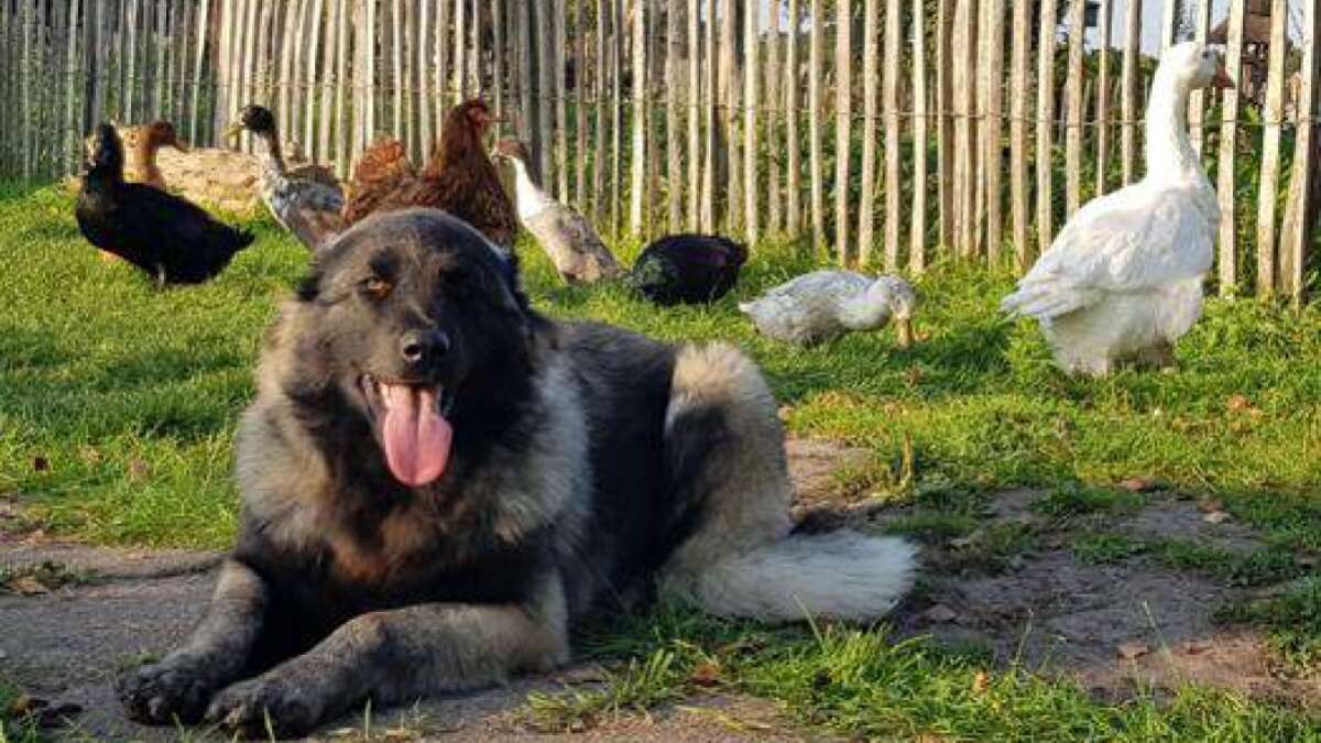 Nach Wolfsrissen in der Krummhörn: Halterin erklärt die Vorzüge von Herdenschutzhunden