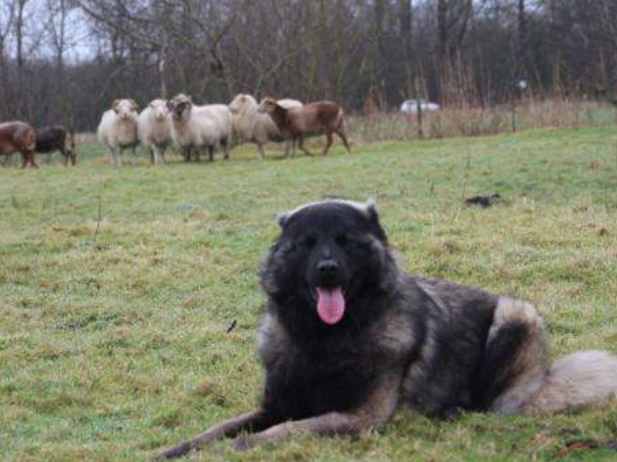 Nach Wolfsrissen in der Krummhörn: Halterin erklärt die Vorzüge von Herdenschutzhunden