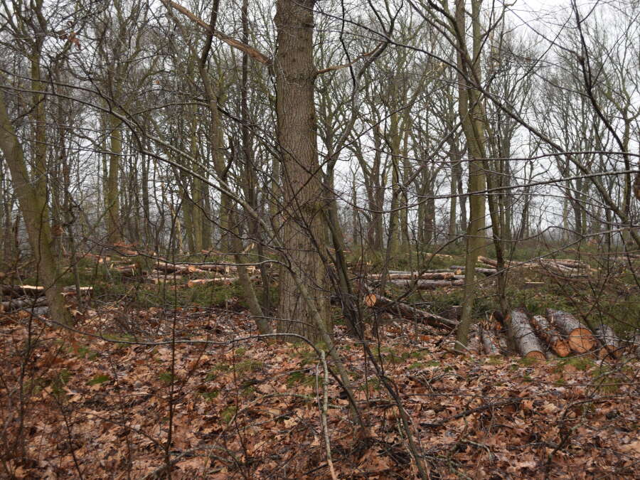 Natur im Saterland: Zahlreiche Bäume am Hollener See bei Ramsloh gefällt