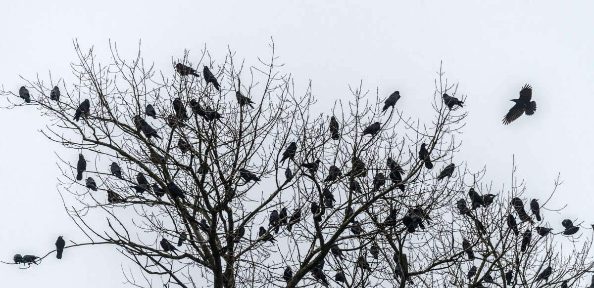 Stadt Nordenham setzt Abwehrkampf gegen Krähen fort – Nester werden ...